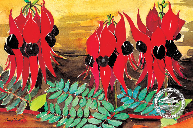 STURT'S DESERT PEA (2) - Beryl Martin - Greeting Card - 12 x 18 cm ...